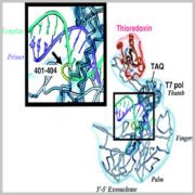 Taq DNA Polymerase | Lab Scientific Equipment | Medical and Laboratory ...